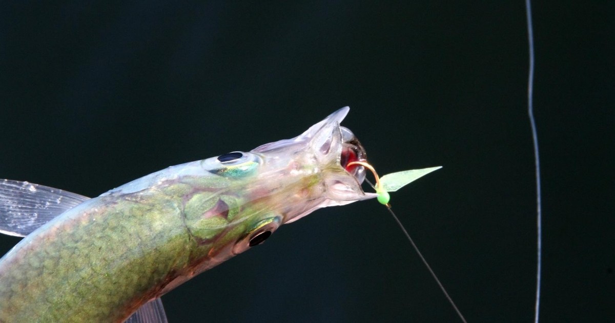 Heringsangeln in Hvide Sande