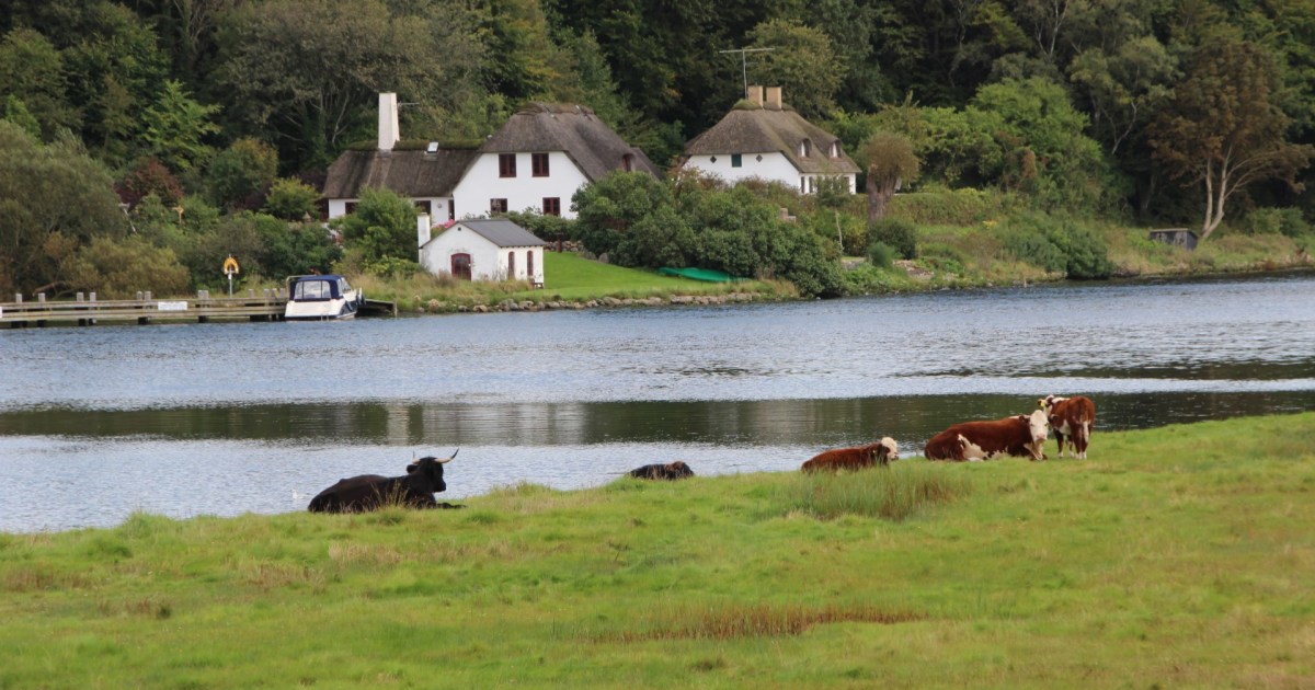 Angeln am Kattegat und Mariagerfjord | FISHMAPS - Angelführer Dänemark